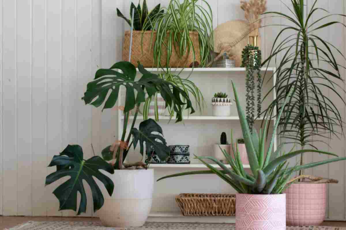 Piante eleganti per la casa: 5 opzioni | Casa di Stile