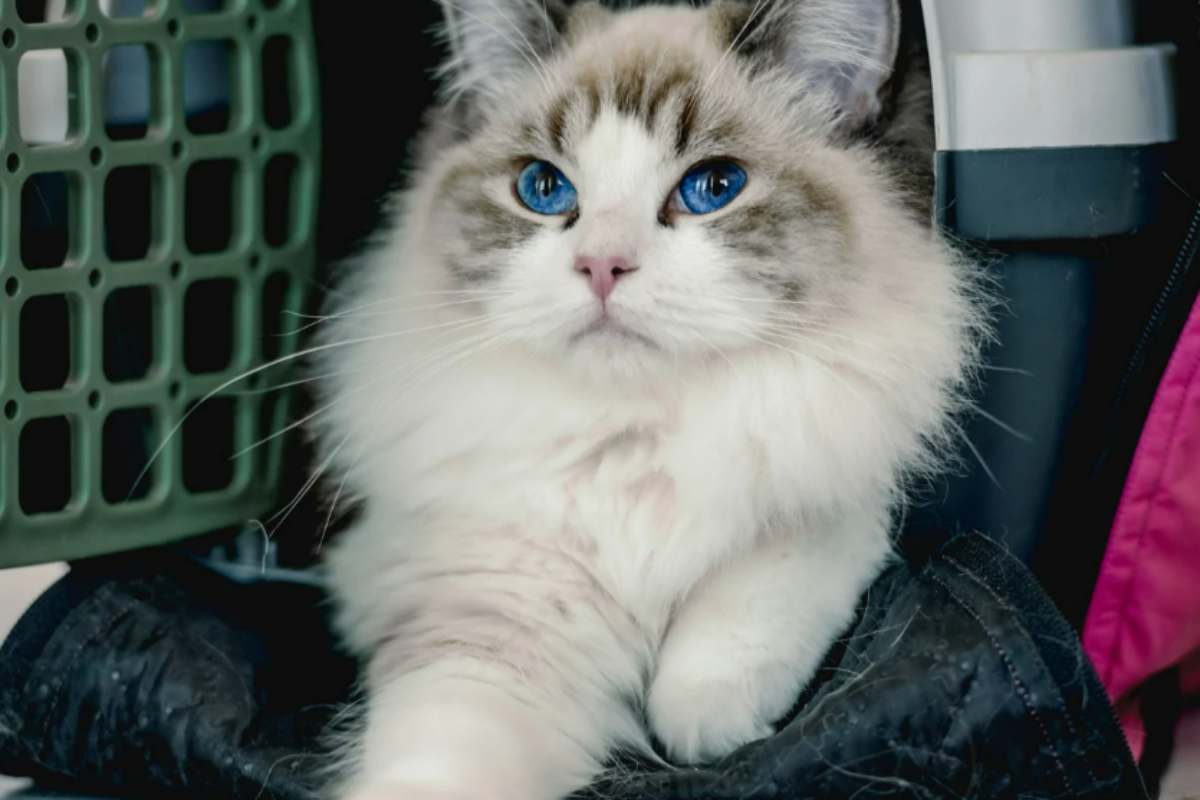 Il tuo gatto odia il trasportino? I 3 trucchi infallibili degli etologi ...
