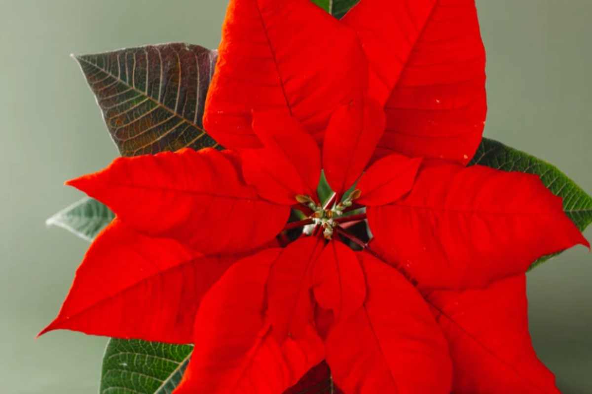 Anche tu hai comprato una Stella di Natale? Ecco perché è considerata ...